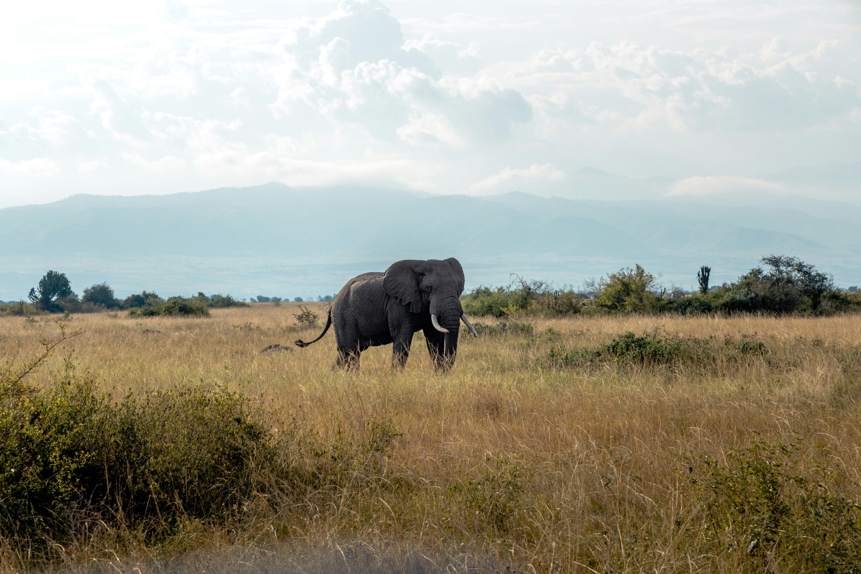 SPYGEN Terrestrial - SPYGEN