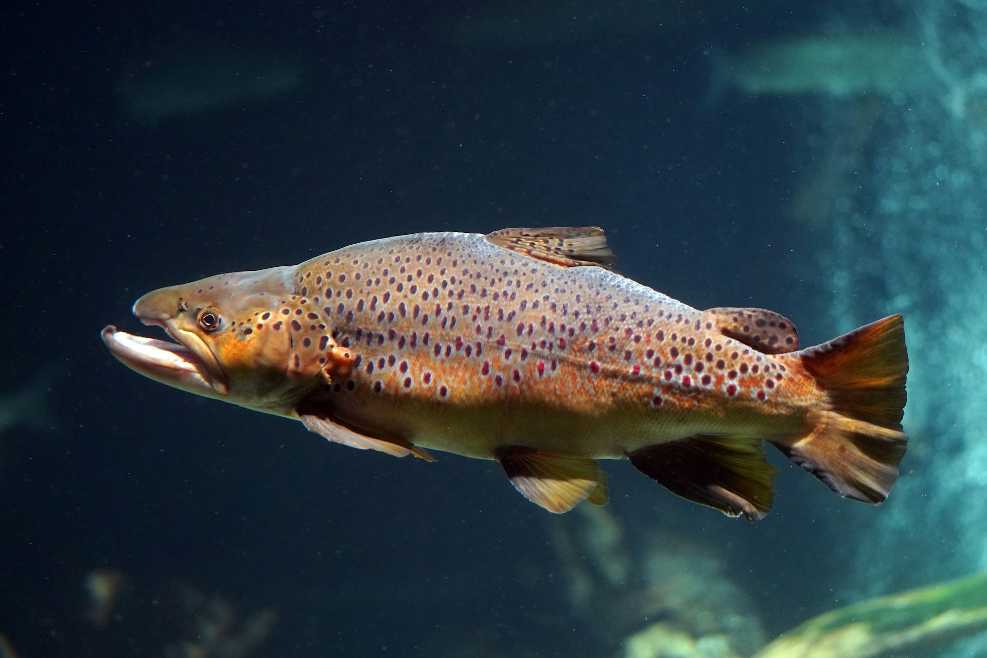 Simplified eDNA Protocol Missed 33% of SPYGEN-Detected Species - SPYGEN