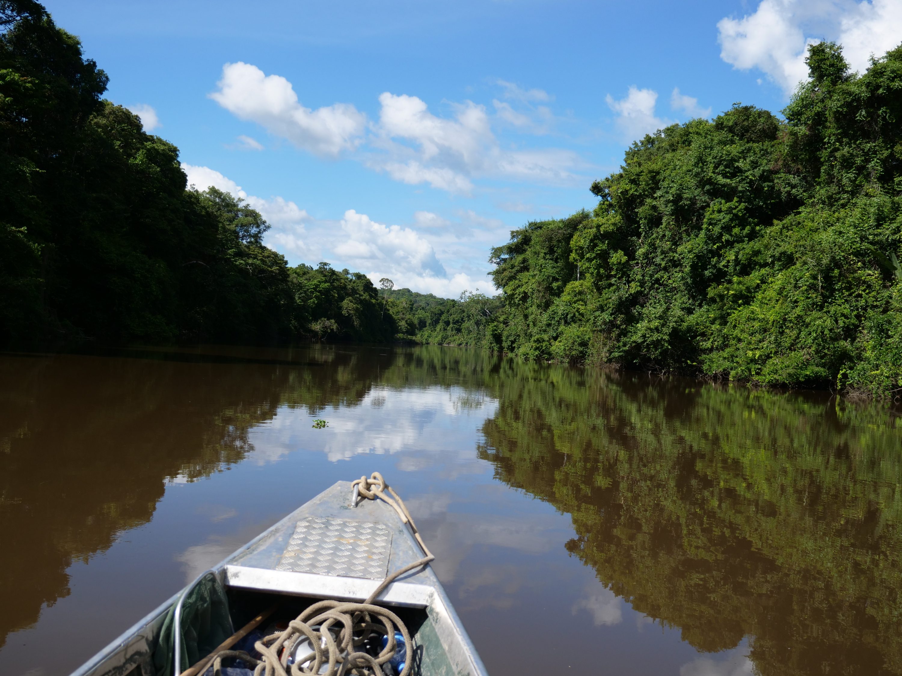 Revealing Shifts in Biodiversity Using Real-Time eDNA Monitoring in French Guiana - SPYGEN